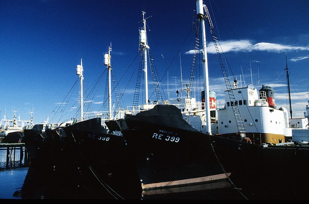 Whaling to return in Iceland as bleak summer for whales looms