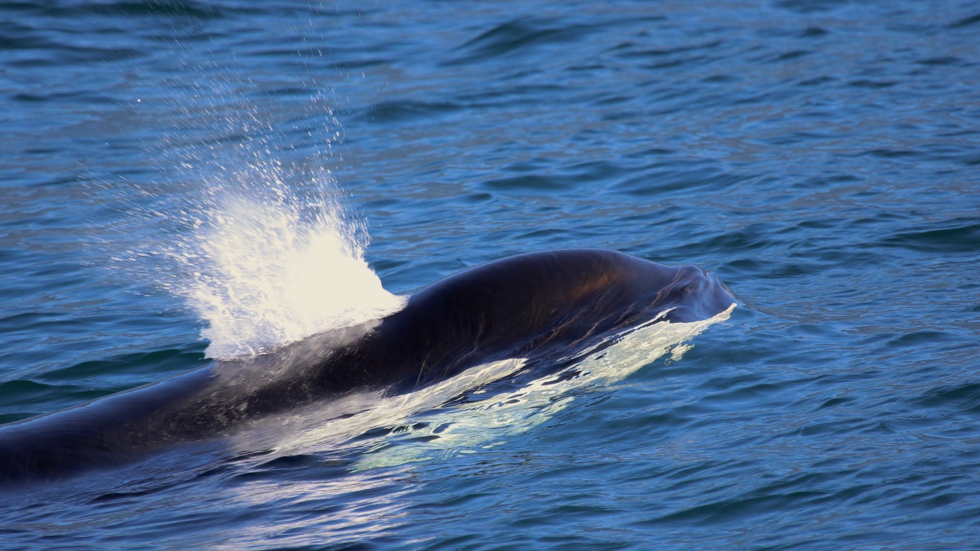 Orca (Killer Whale) - Whale & Dolphin Conservation USA