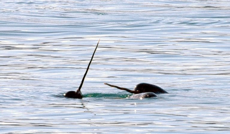 Facts about whales - Whale & Dolphin Conservation USA