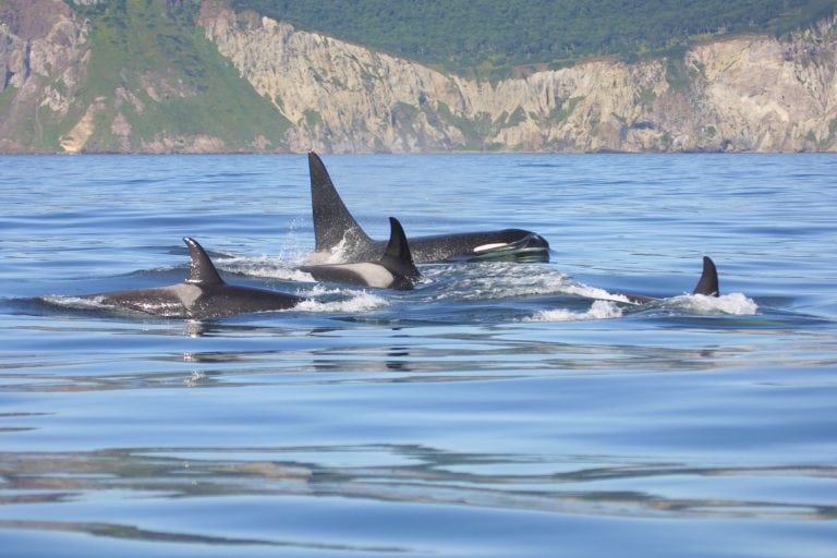Meet the different types of orcas - Whale & Dolphin Conservation USA