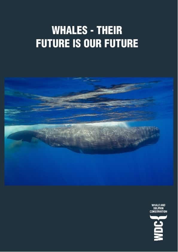 Climate Change - Whale & Dolphin Conservation USA