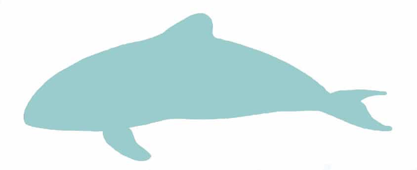Commerson's dolphin - Whale & Dolphin Conservation USA