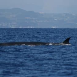 Sei whale - Whale & Dolphin Conservation USA