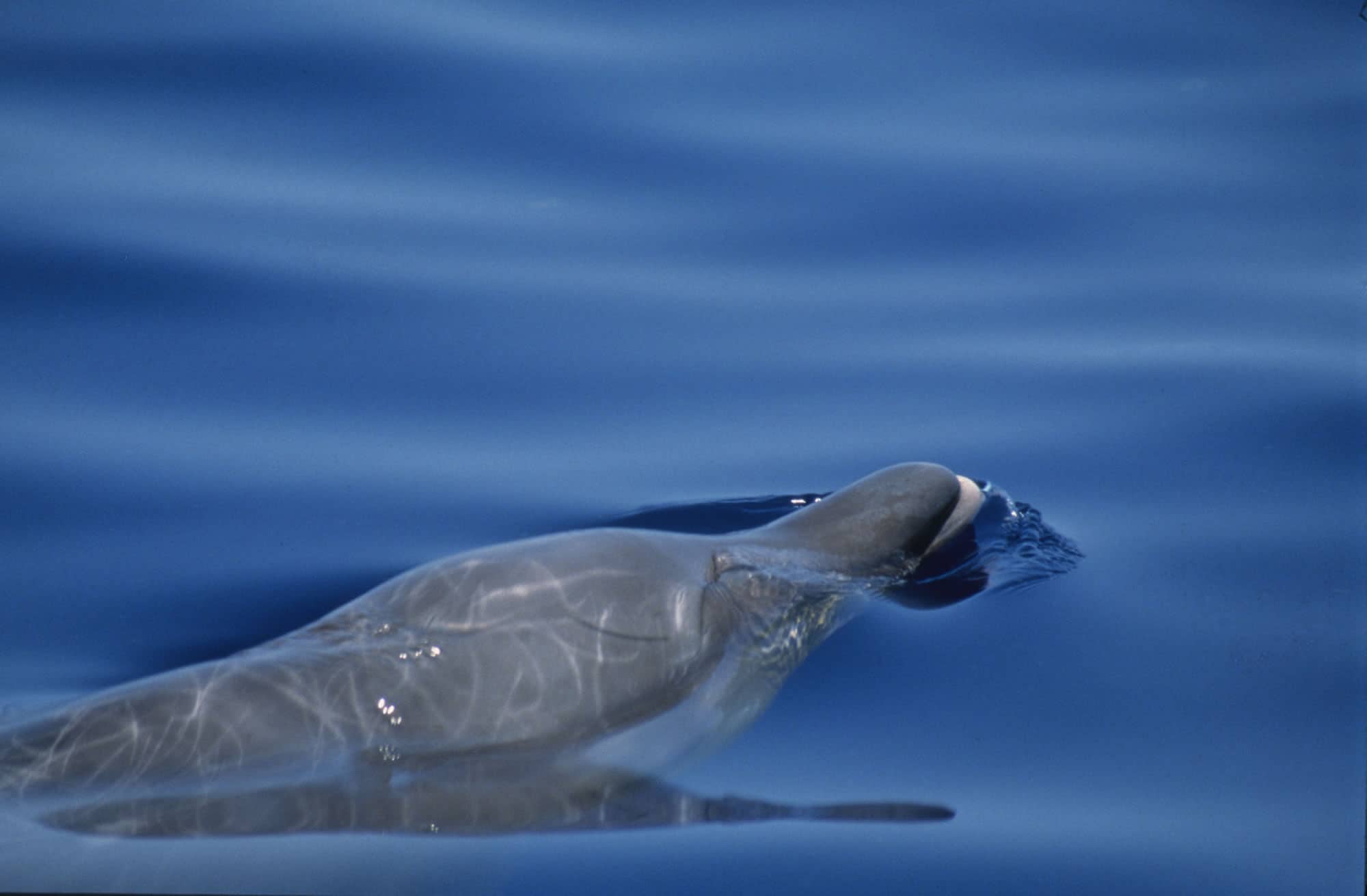 Blainville's beaked whale - Whale & Dolphin Conservation USA