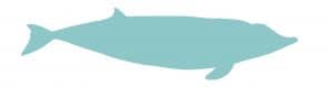 Spade-toothed beaked whale - Whale & Dolphin Conservation USA