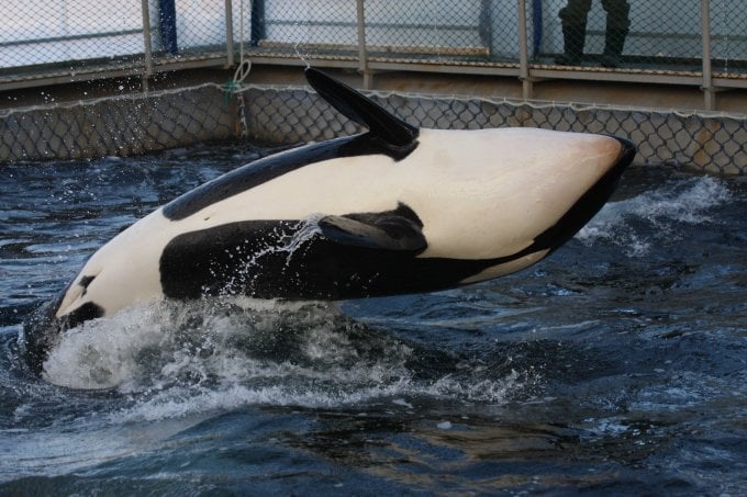Fate of orcas in captivity - Whale & Dolphin Conservation USA