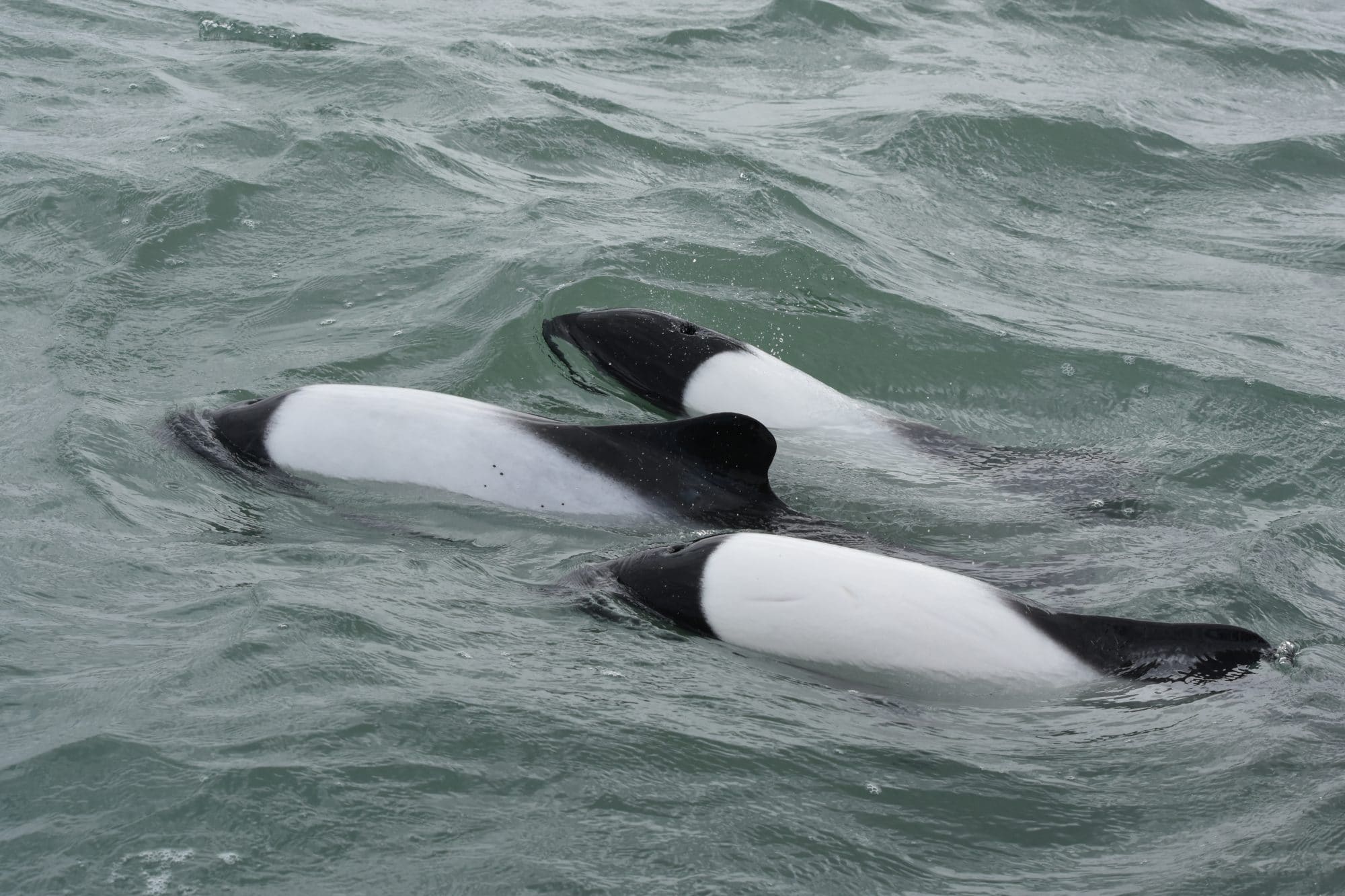 Facts about Commerson's dolphins - Whale and Dolphin Conservation