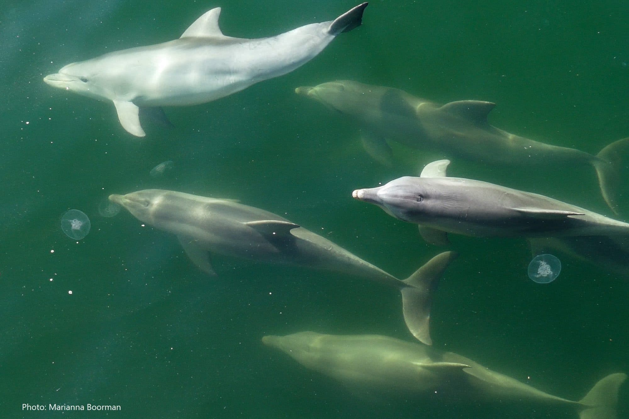 Growing up with the amazing Adelaide Port River dolphins - Whale ...