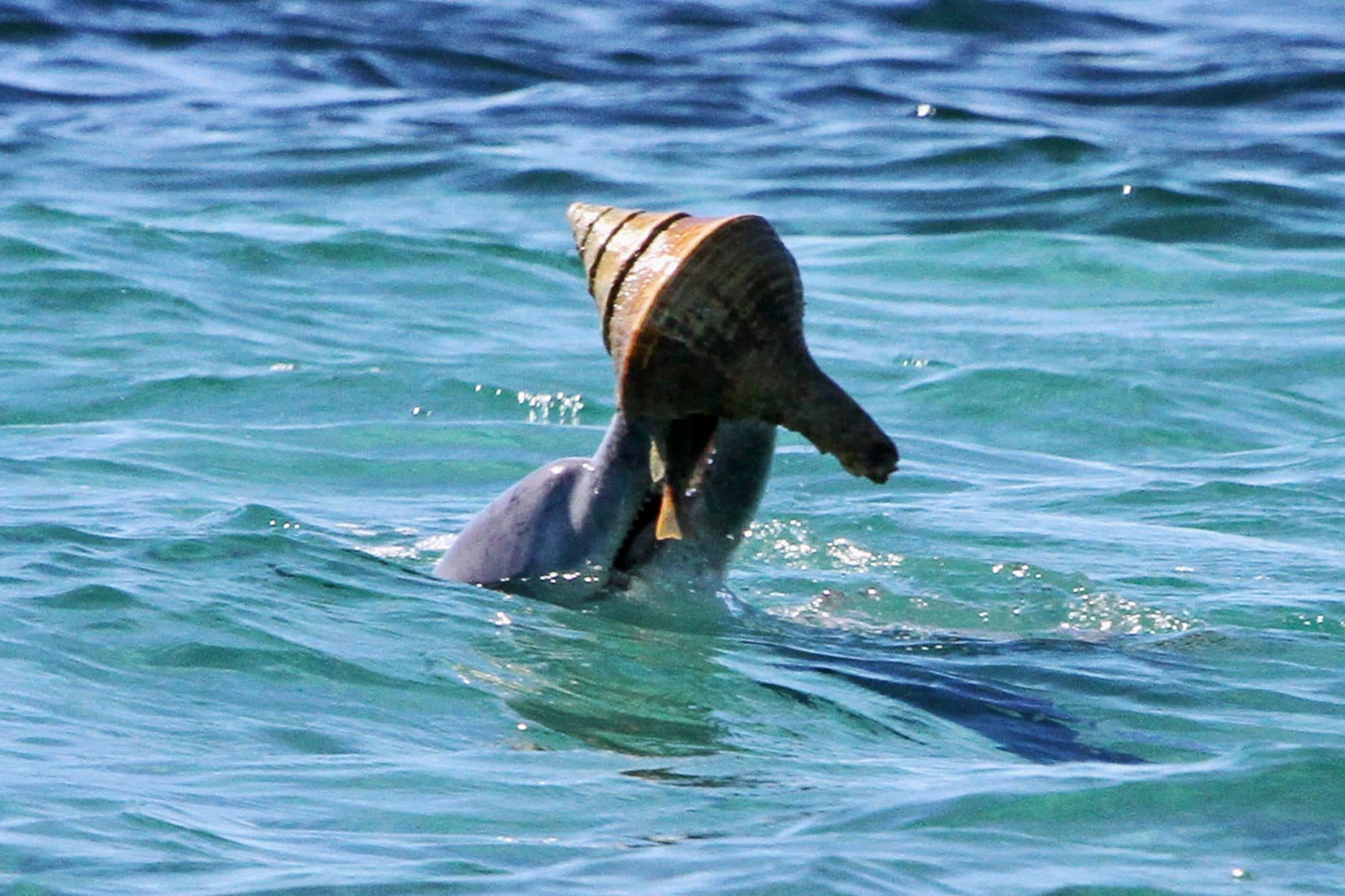 Did you know dolphins use tools? Meet the Shark Bay spongers ...