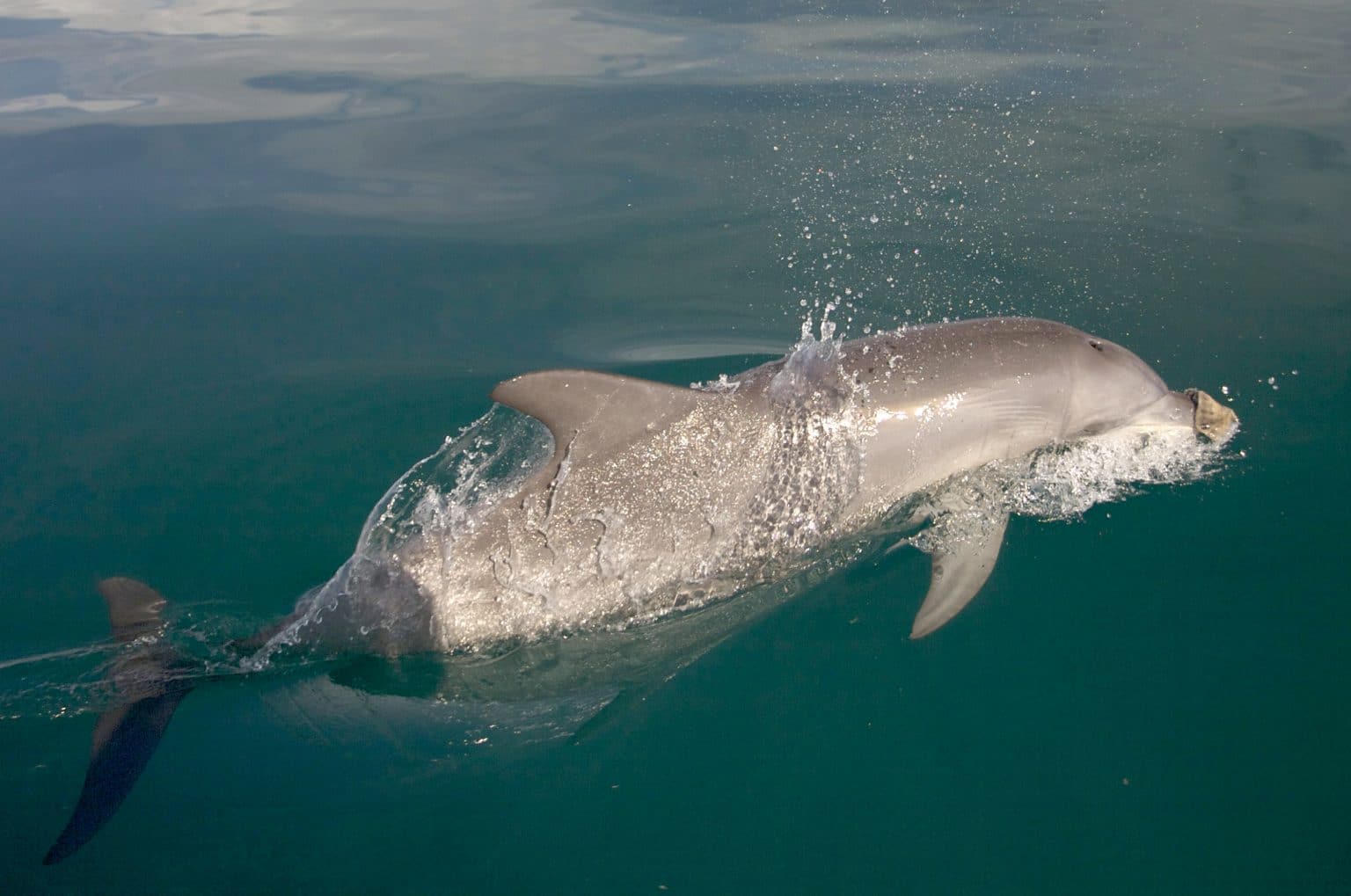 Did you know dolphins use tools? Meet the Shark Bay spongers ...
