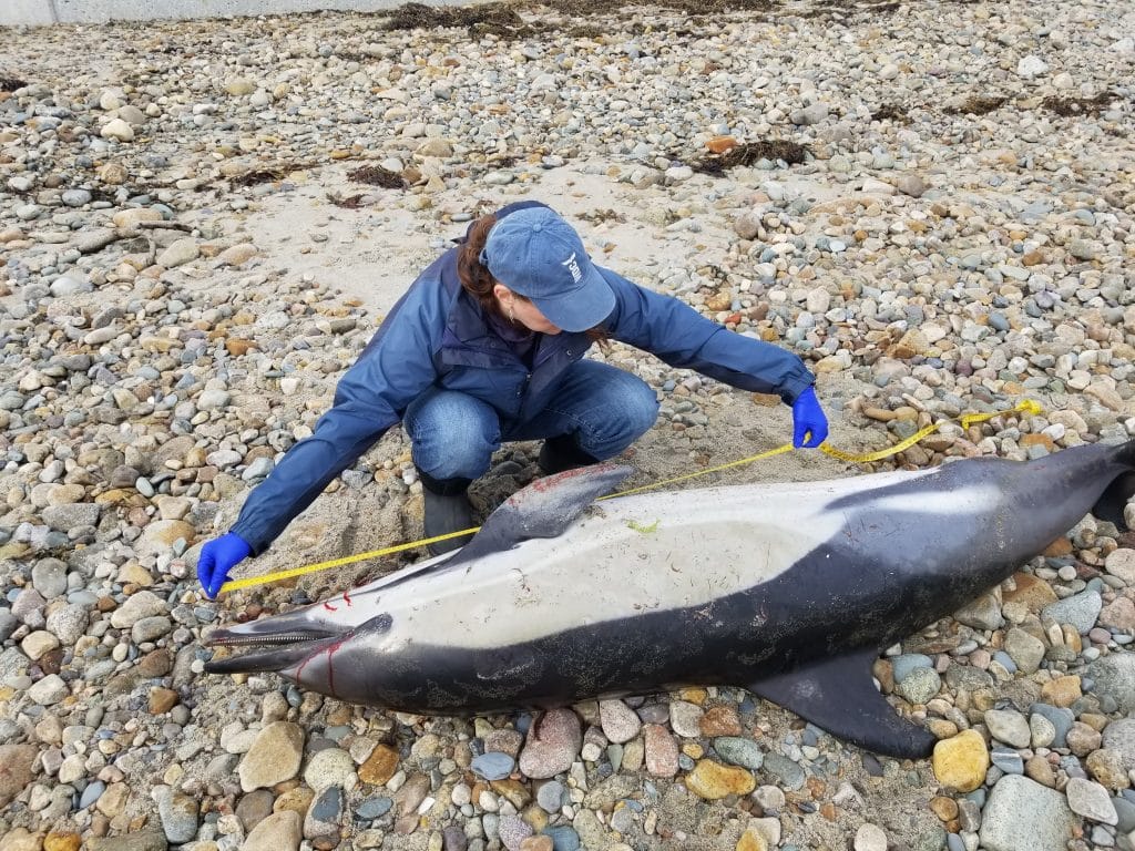 Marine Animal Rescue and Response - Whale & Dolphin Conservation USA