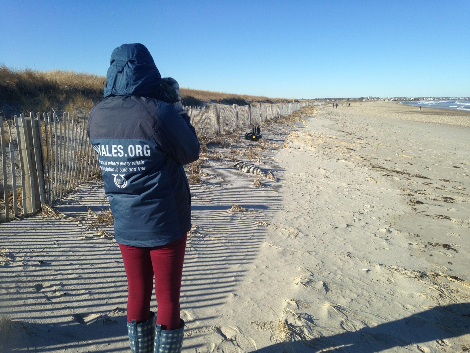 Marine Animal Rescue and Response - Whale & Dolphin Conservation USA