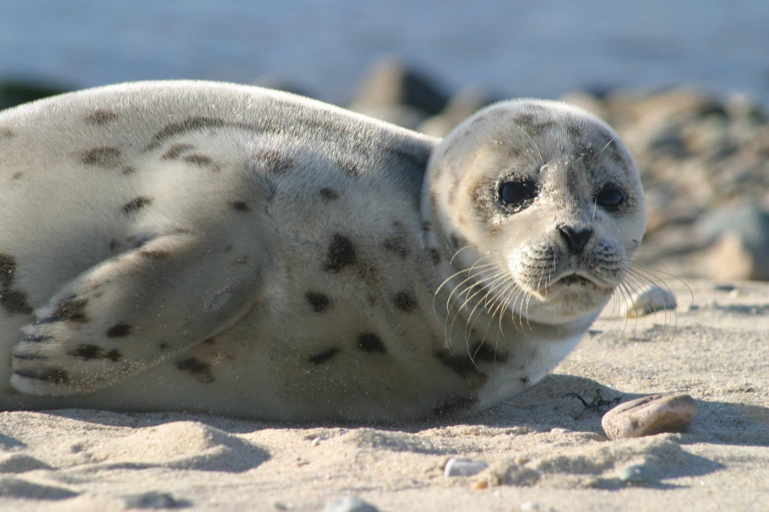 Save the Marine Mammal Protection Act - Whale & Dolphin Conservation USA
