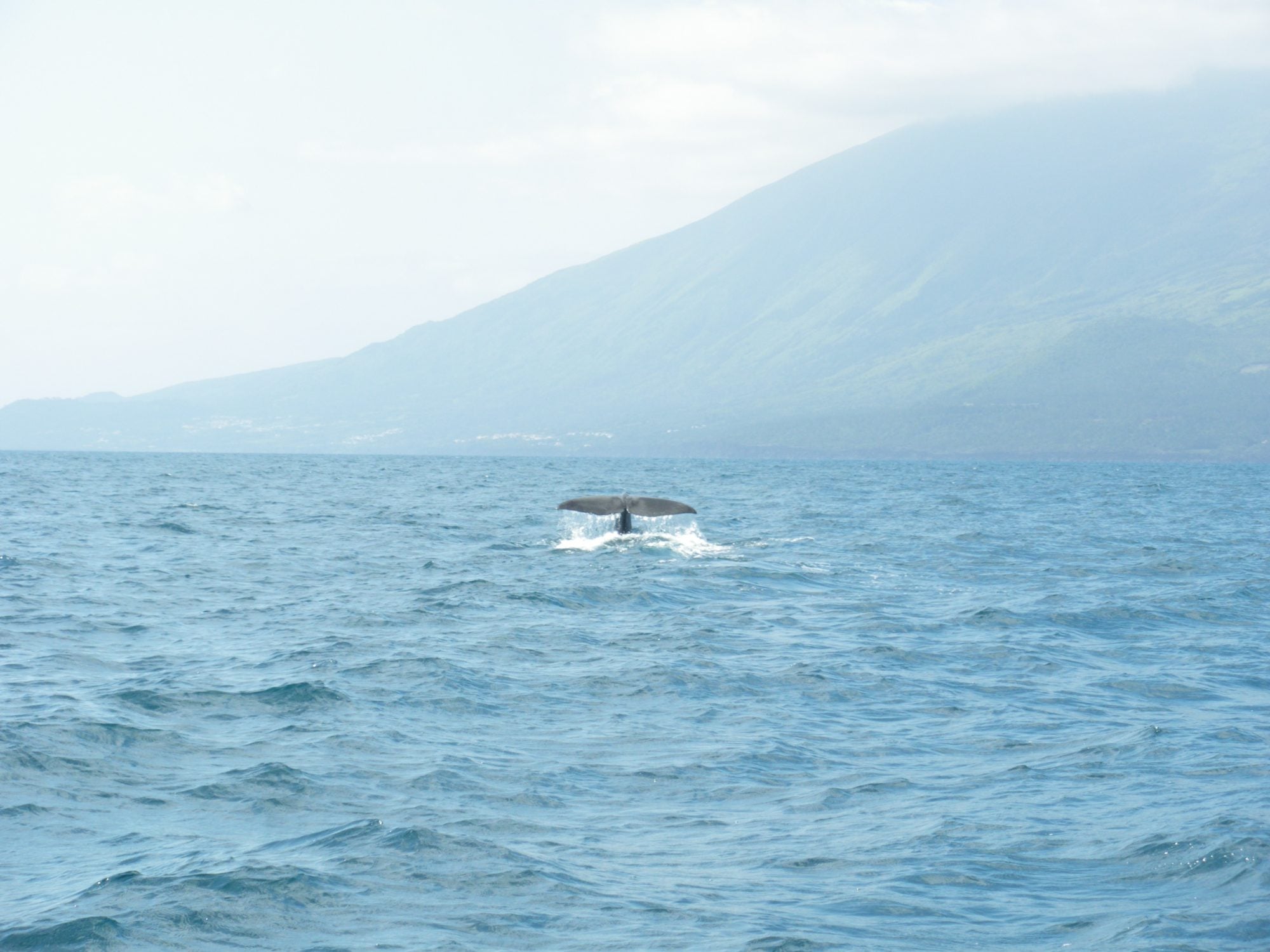 An incredible first time whale watch in the Azores - Whale & Dolphin ...