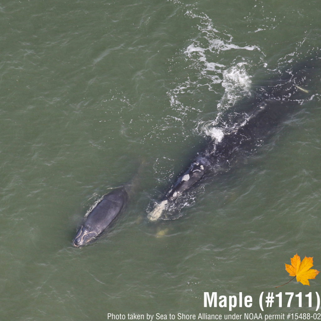 Scientists unveil new names for 19 North Atlantic right whales - Whale ...