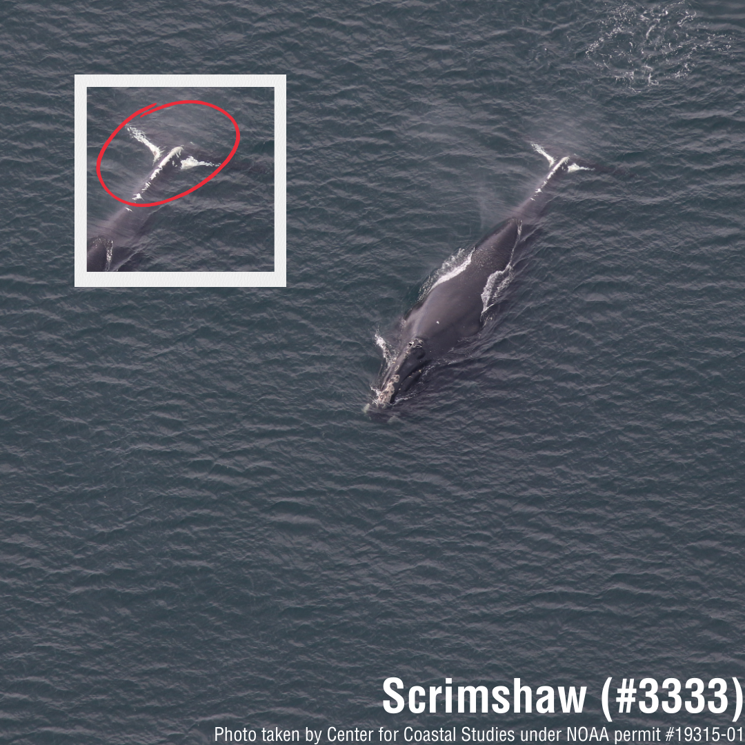 Scientists unveil new names for 19 North Atlantic right whales - Whale ...