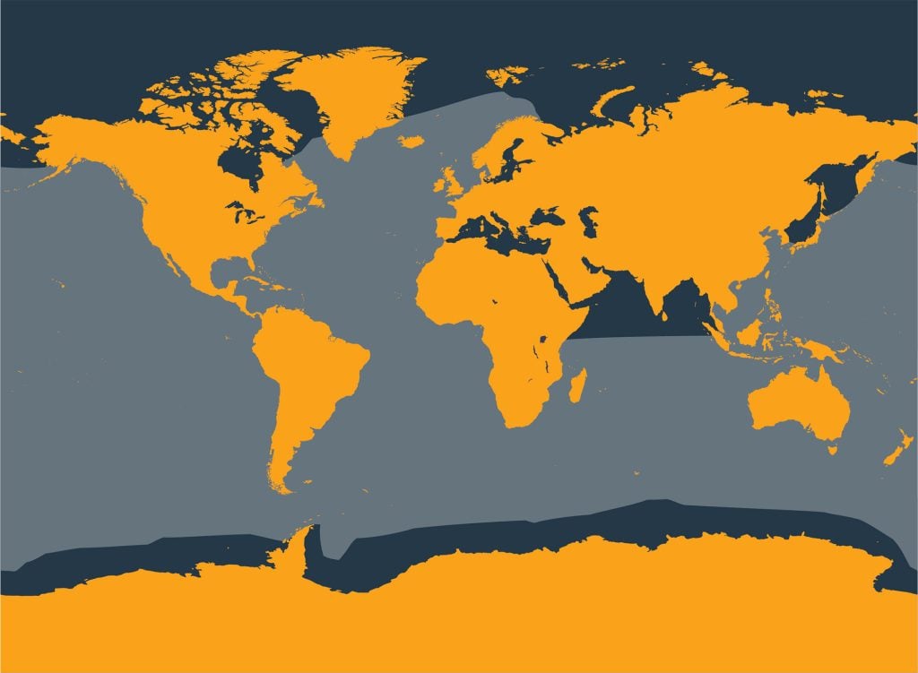 Sei whale - Whale & Dolphin Conservation USA