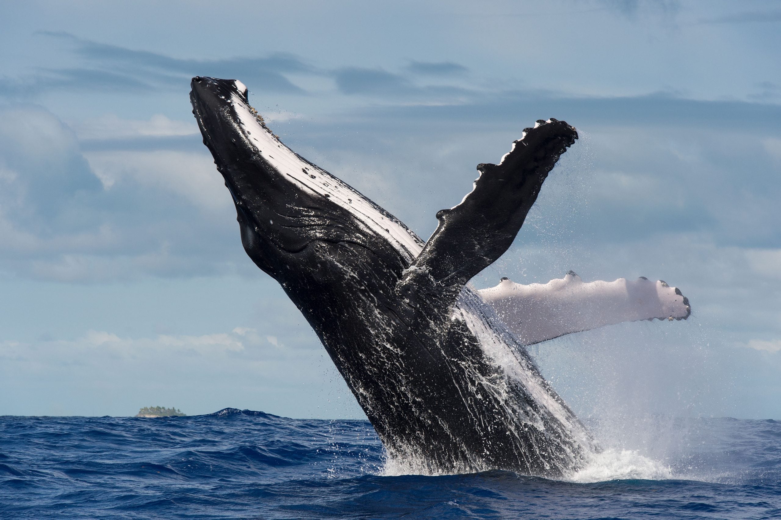 "Our Ocean" conference in Athens: Governments halve budget for marine ...