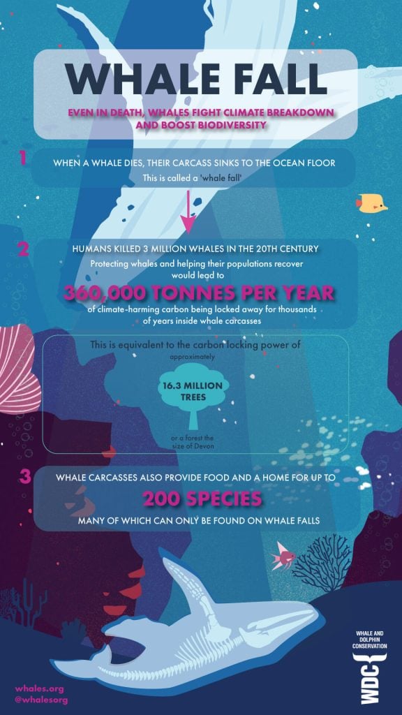 Ocean Action is Climate Action | Whale and Dolphin Conservation