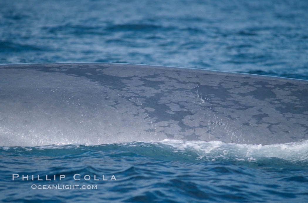 Whale and dolphin “fingerprints” – How scientists distinguish between ...