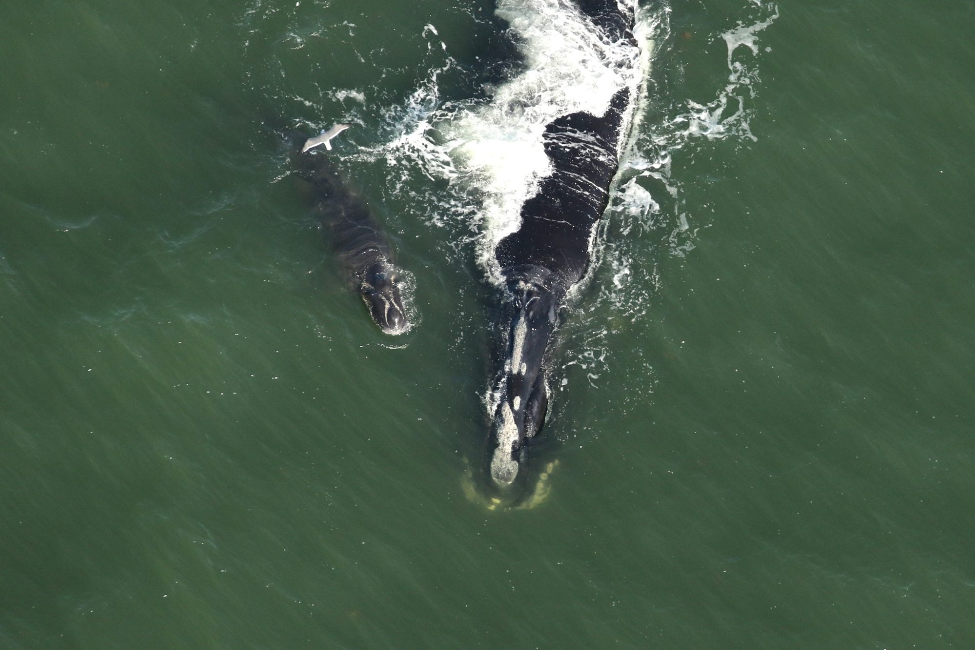 First Circuit Decision Reinstates Rule Protecting Right Whales - Whale ...
