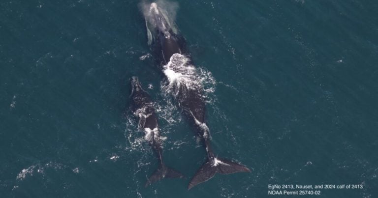 Intervention Sought to Protect Endangered North Atlantic Right Whales ...
