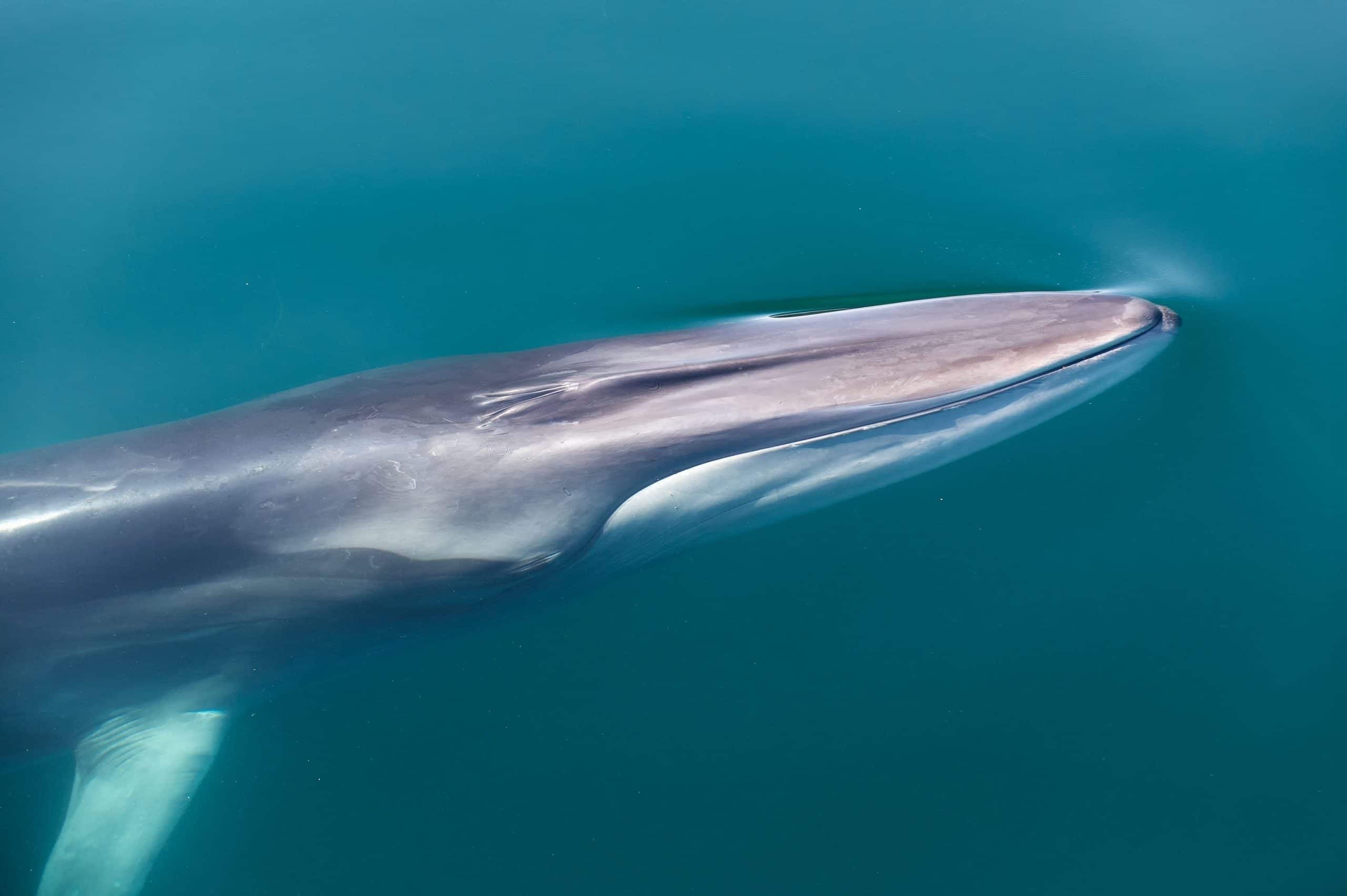 Save the Endangered Species Act - Whale & Dolphin Conservation USA