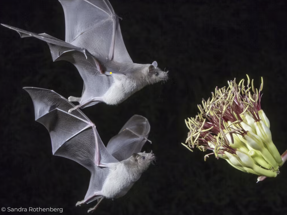 What do bats and whales have in common? - Whale & Dolphin Conservation USA