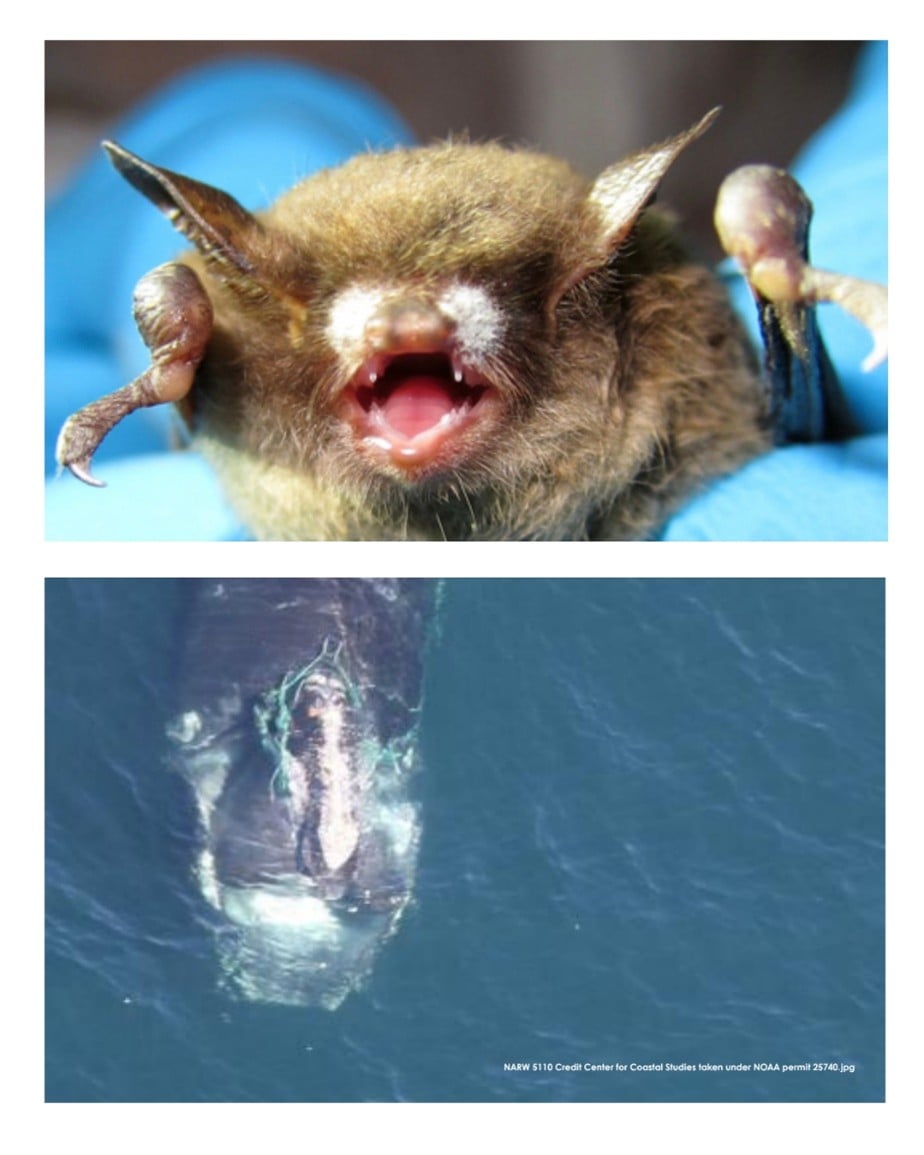 What do bats and whales have in common? - Whale & Dolphin Conservation USA
