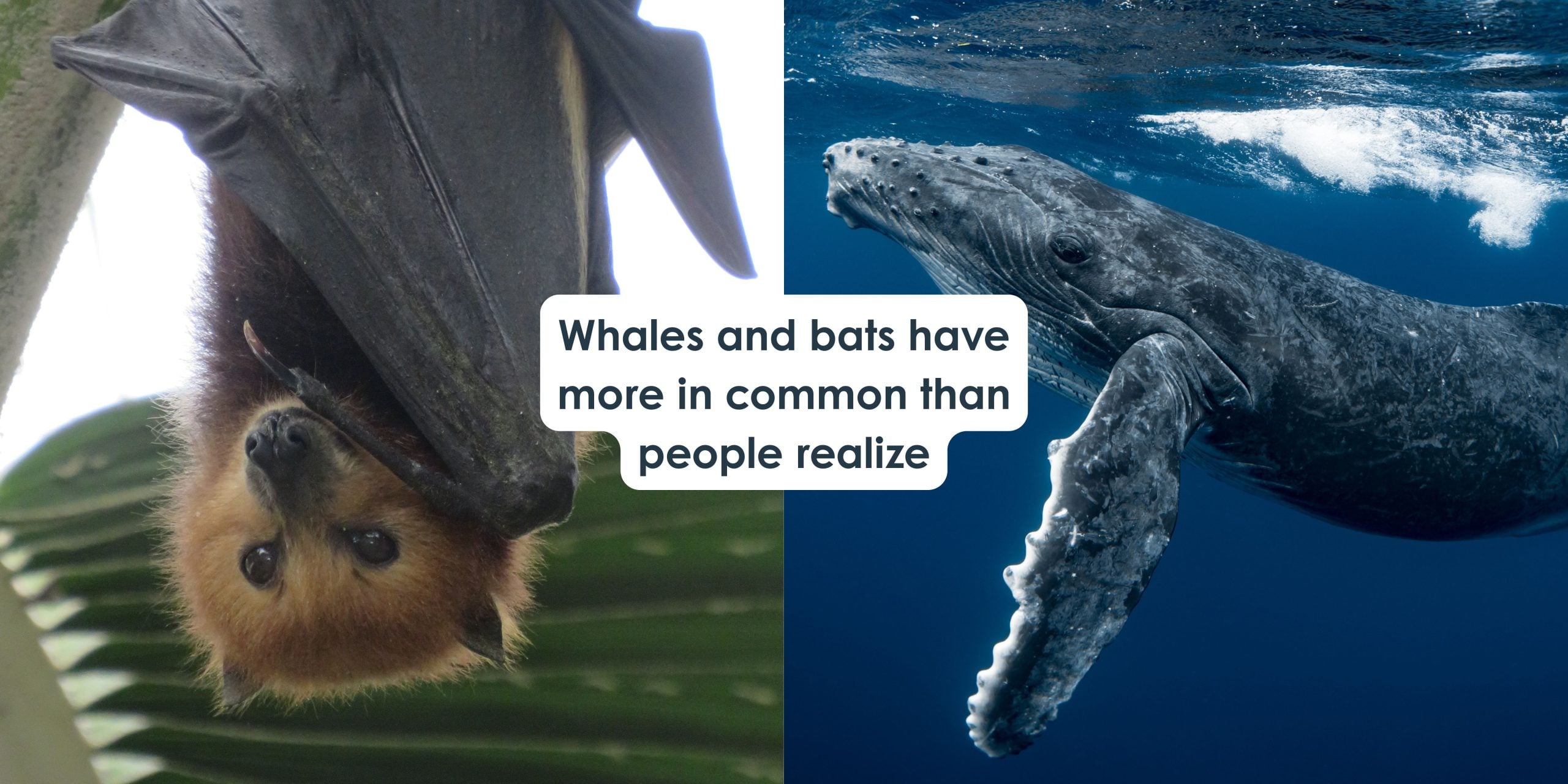What do bats and whales have in common? - Whale & Dolphin Conservation USA