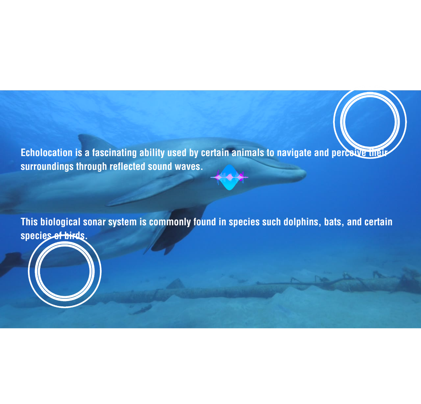 What do bats and whales have in common? - Whale & Dolphin Conservation USA