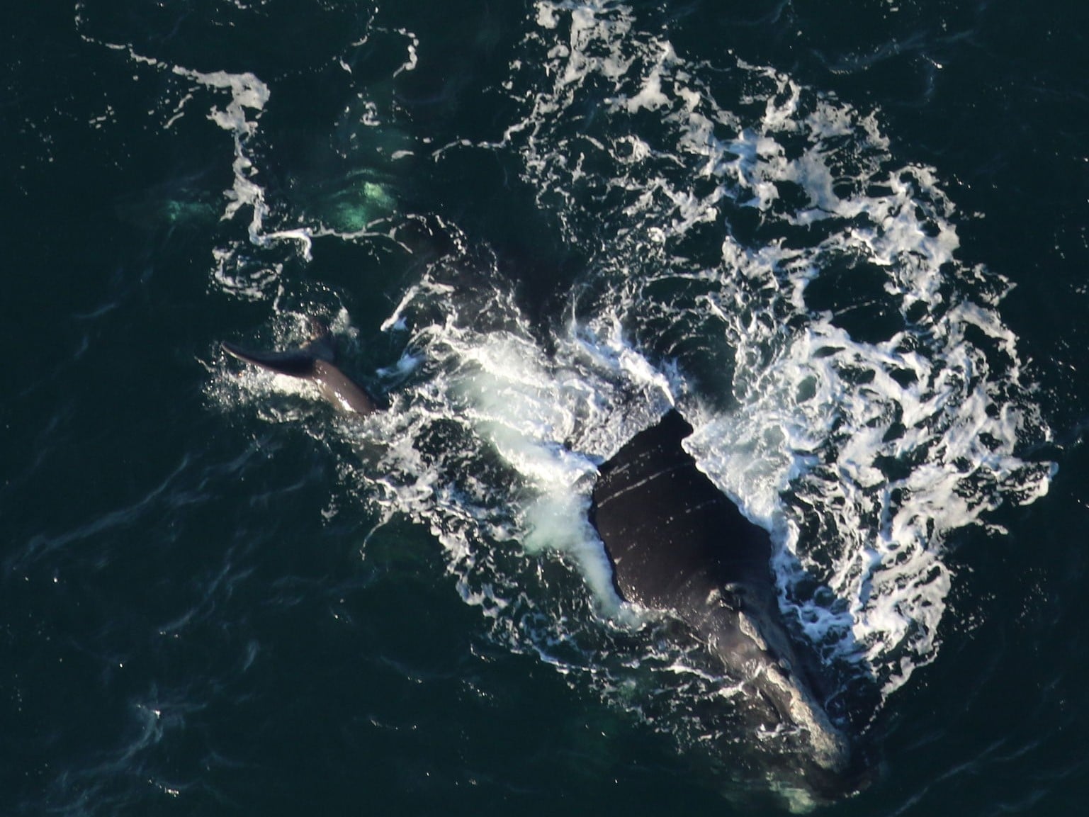 The 2025 North Atlantic right whale calving season has begun - Whale ...