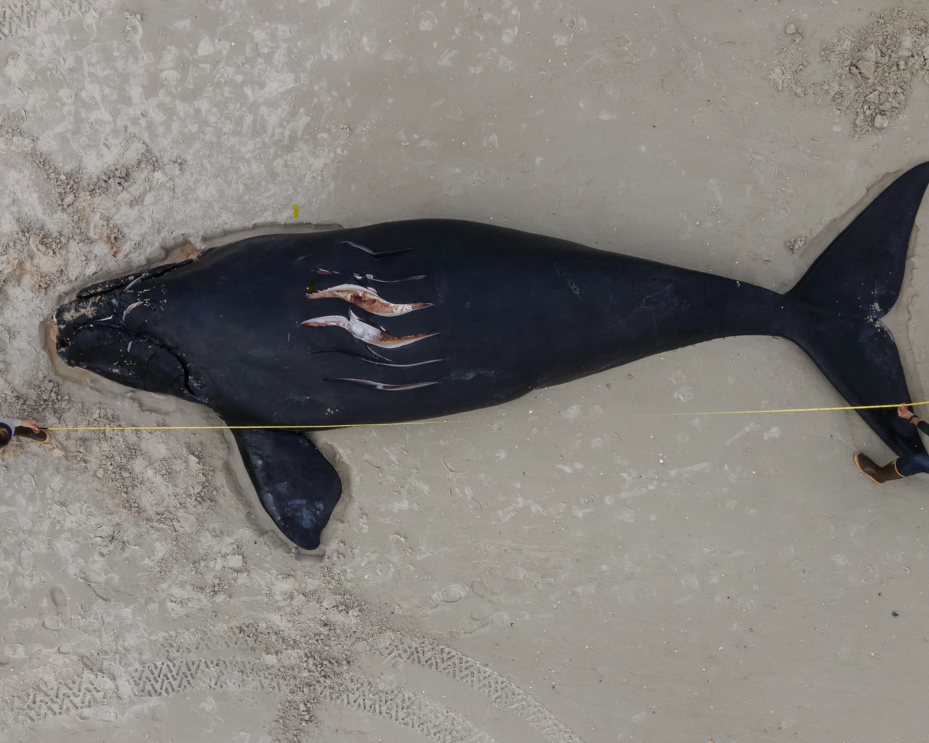 NOAA risks extinction of endangered whales by weakening vessel speed ...
