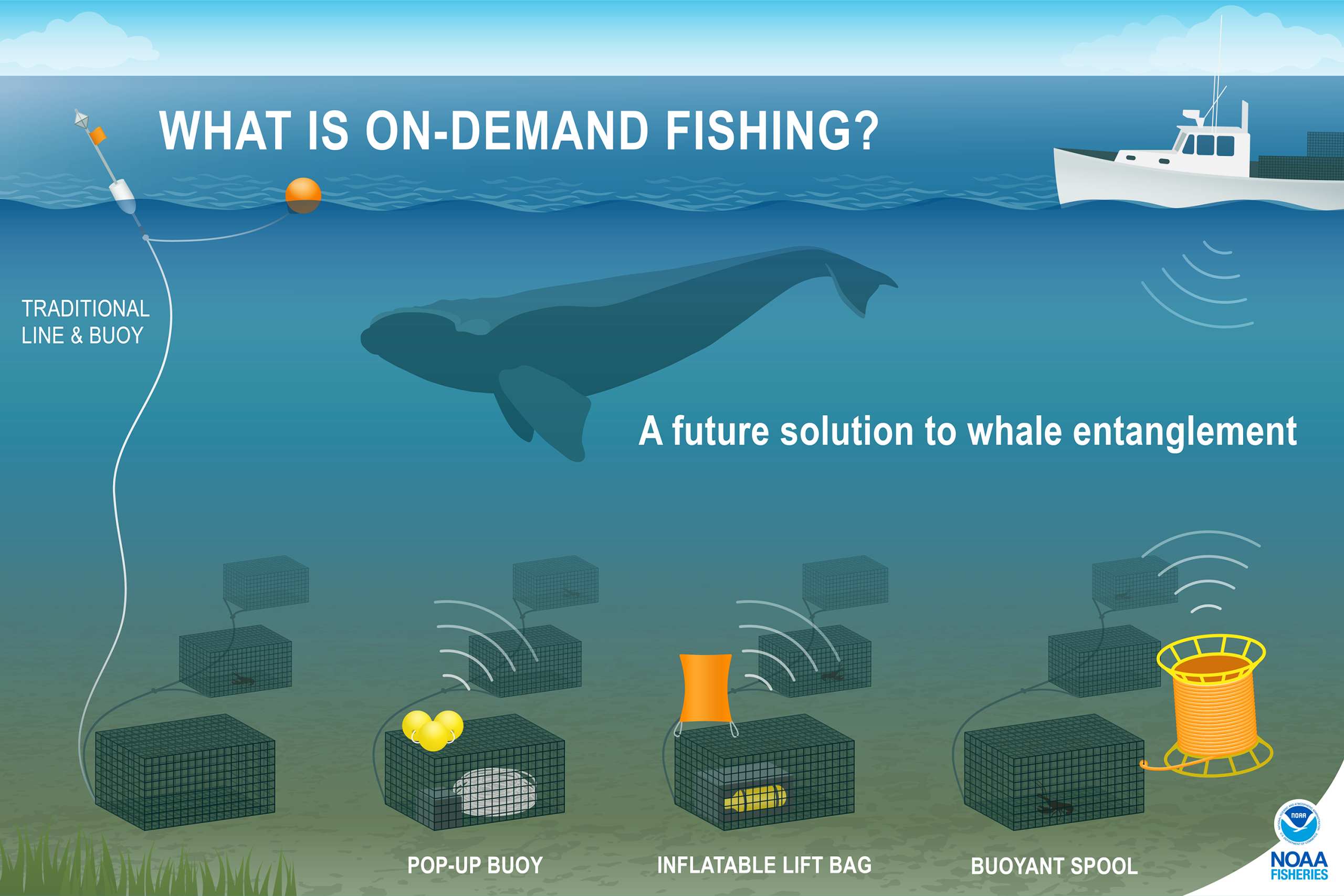 What happened to Timmy the humpback whale? - Whale & Dolphin ...